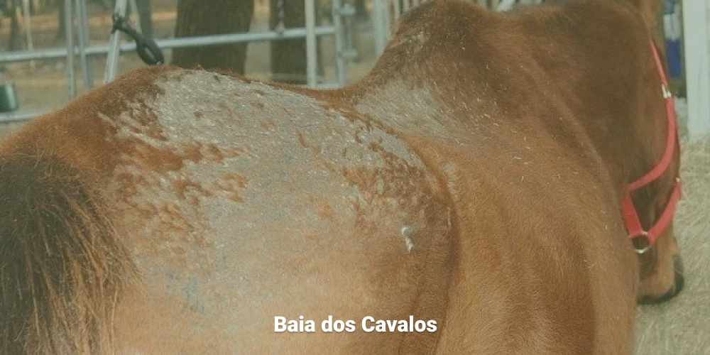 Doenças Equinas Comuns: Sintomas, Prevenção e Tratamento | Baia dos Cavalos
