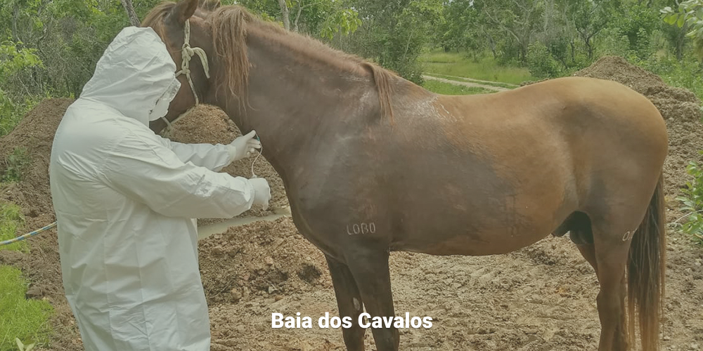 Sinais de Doença em Cavalos: Como Identificar e Agir